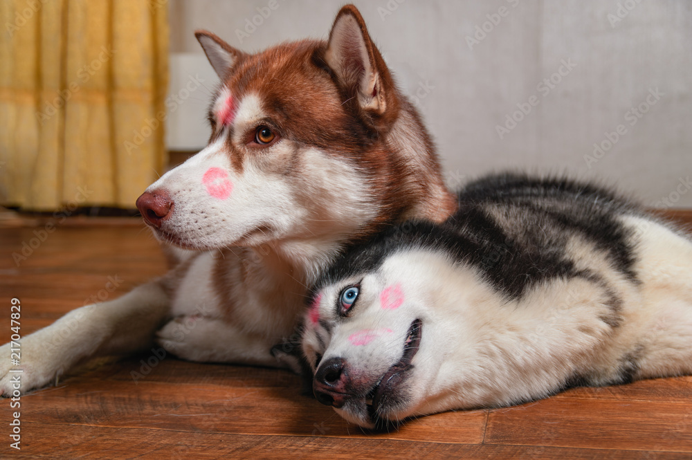 Dogs with red lipstick marks kiss on his heads. Siberian husky lying on ...