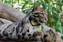 Ocelot Free Stock Photo - Public Domain Pictures