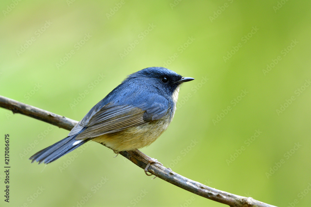 Slaty blue flycatcher (Ficedula tricolor) fascinated chubby blue bird ...