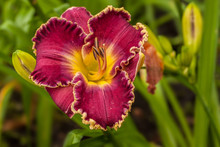 Purple Daylily Free Stock Photo - Public Domain Pictures