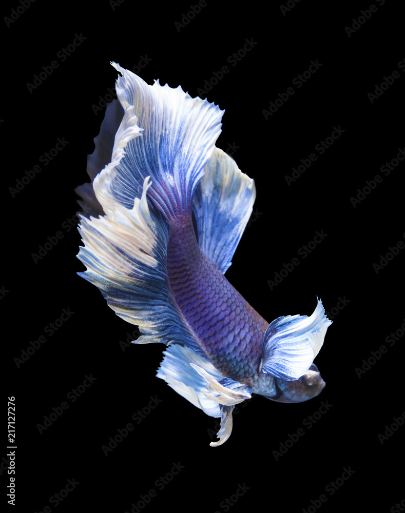 beautiful fish tail of siamese fighting fish betta splendens isolated ...