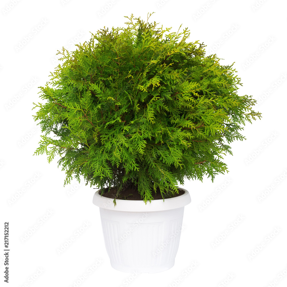 Thuja occidentalis danica isolated on white background. Coniferous ...
