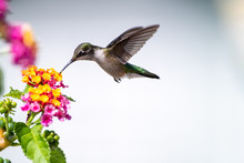 Hummingbird Close-up Free Stock Photo - Public Domain Pictures