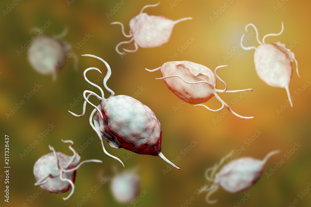 Trichomonas vaginalis protozoa, 3D illustration. A parasite causing ...