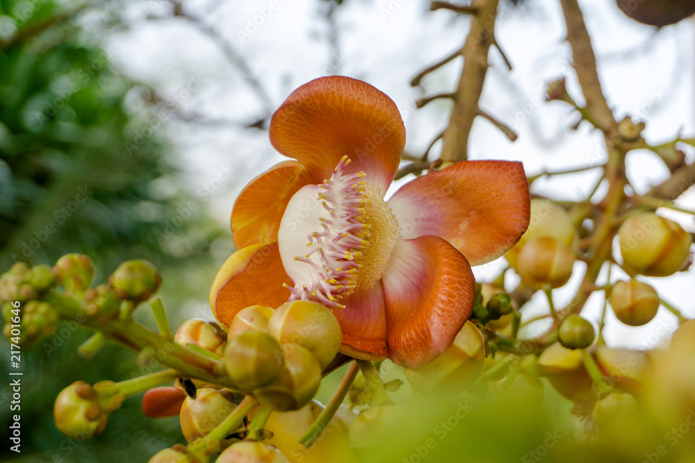 Flowers of Shorea robusta also known as sal, sakhua or shala tree. This ...