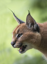Caracal Cat Portrait Free Stock Photo - Public Domain Pictures