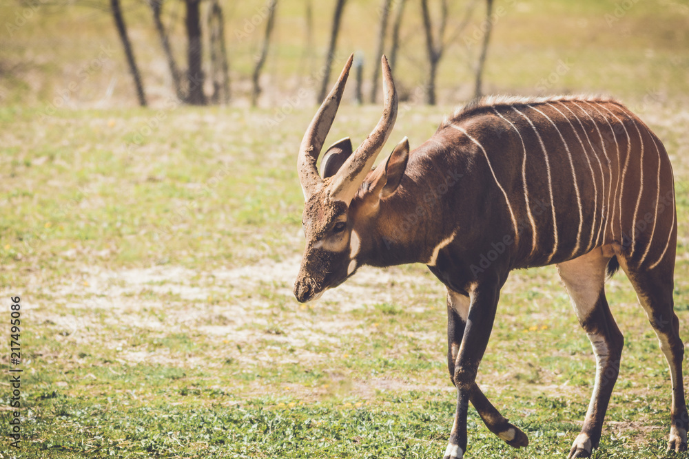 African Bongo (Tragelaphus eurycerus) walks along quietly on sandy ...