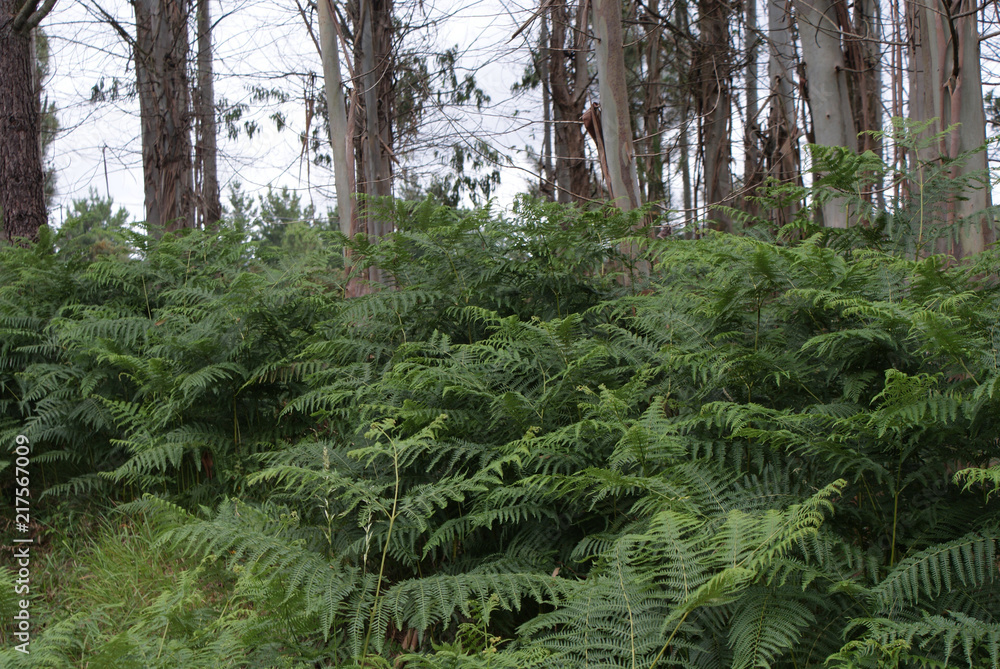 Bosque frondoso verde de hojas helechos y árboles de eucalipto en día ...