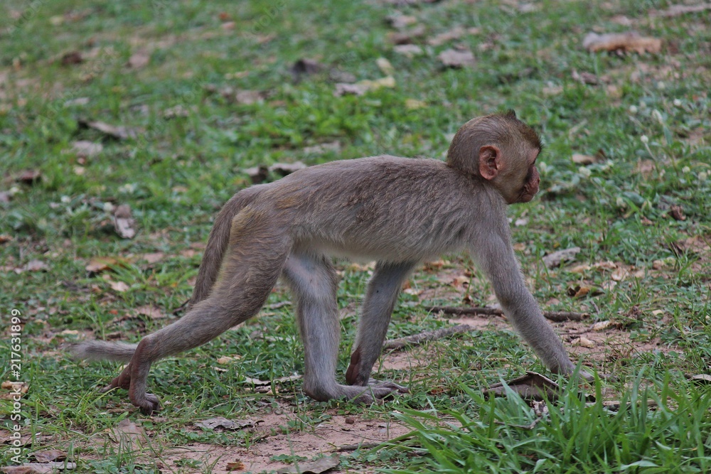 Animal, a monkey is walking, it lives in KUM PHA WA PI park, at ...