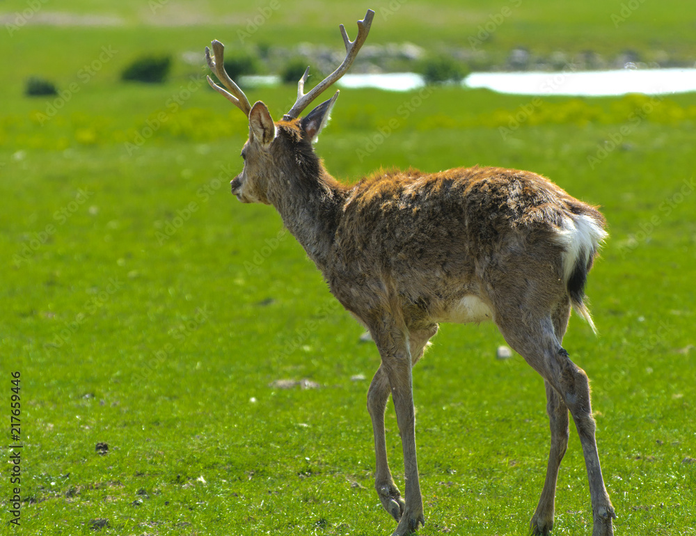 A unique period of molting deer. The deer loses its hair. It starts ...