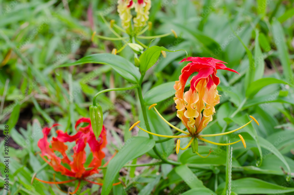 "Climbing Lily" or "Gloriosa Superba" (botanical name) is Blooming In ...