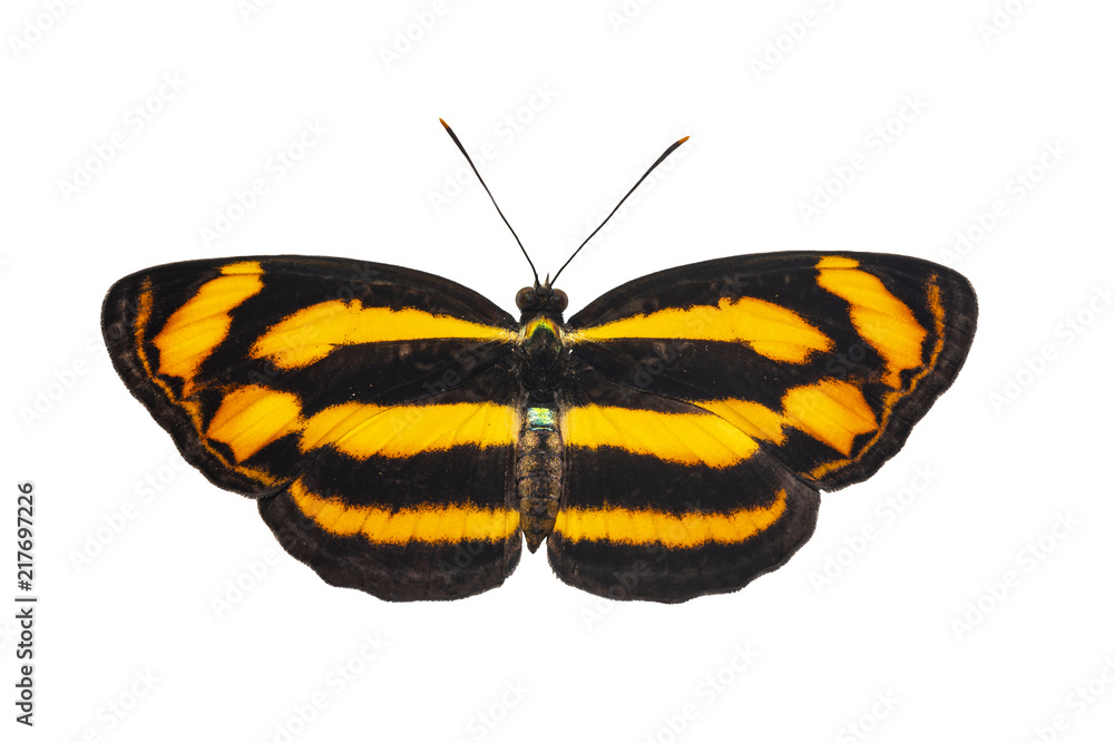 Foto Isolated dorsal view of common lascar butterfly ( Pantoporia ...