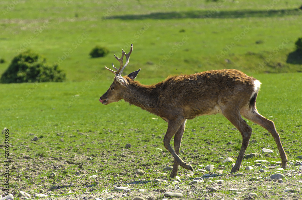 Foto de Stock A unique period of molting deer. The deer loses its hair ...