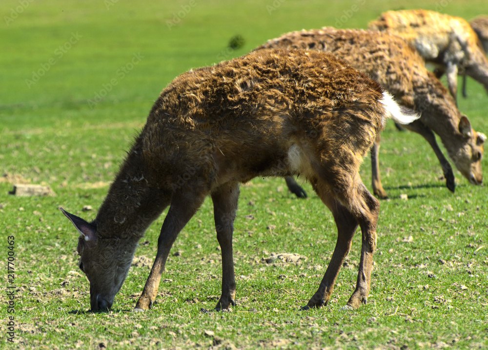 A unique period of molting deer. The deer loses its hair. It starts ...