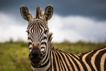 Zebra Portrait Close Up Free Stock Photo - Public Domain Pictures