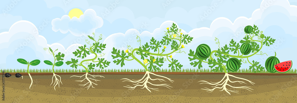 Life cycle of watermelon plant. Stages of watermelon growth from seed ...