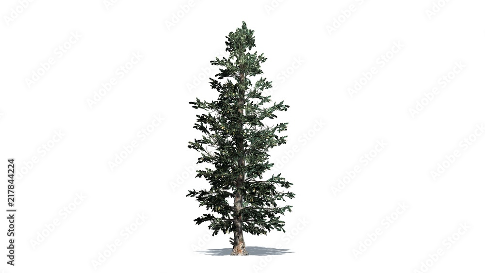 Colorado Blue Spruce tree - isolated on white background - 3D ...