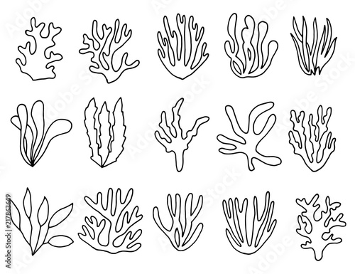 algae outline isolated plants. linear drawing Stock Vector | Adobe Stock