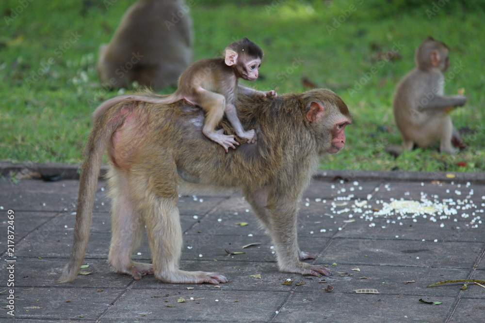 Animals, baby monkey snuggles to its mother, they are in KUM PHA WA PI ...