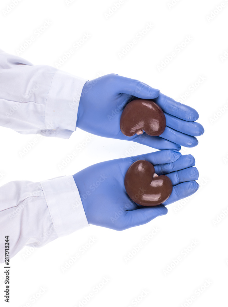 Hand holding human kidney on white background Stock Photo | Adobe Stock