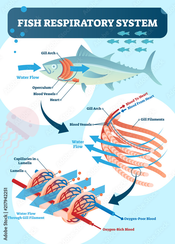 Fish respiratory system vector illustration. Labeled anatomical scheme ...