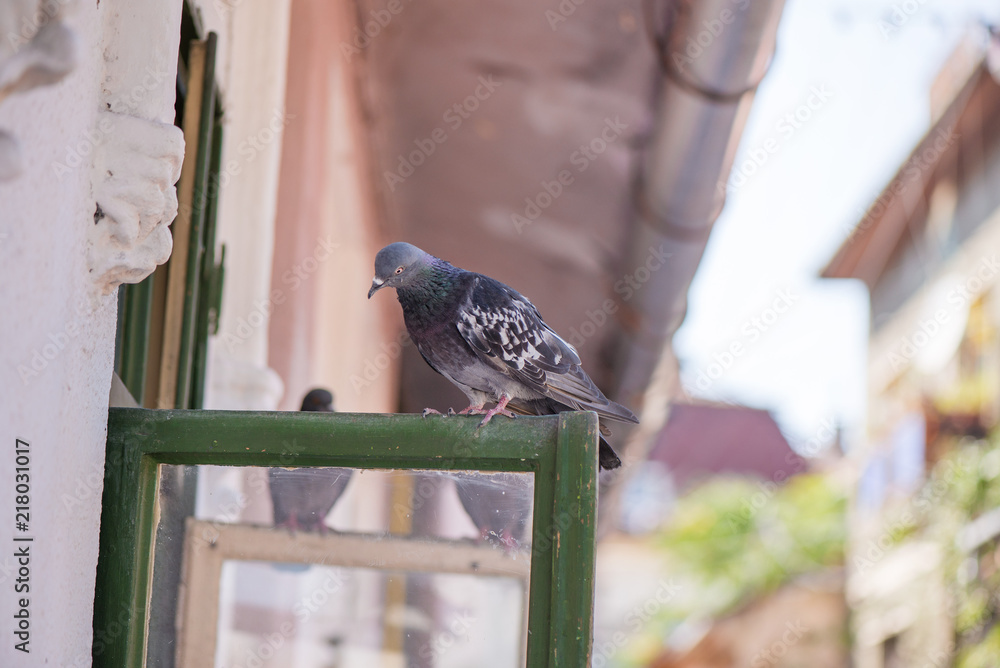 Pigeons sitting on window waiting for food. Birds having a conversation ...