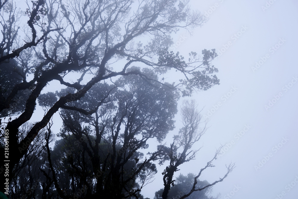 Foggy treetops in deep forest. Magnificent heavy mist in landscape ...