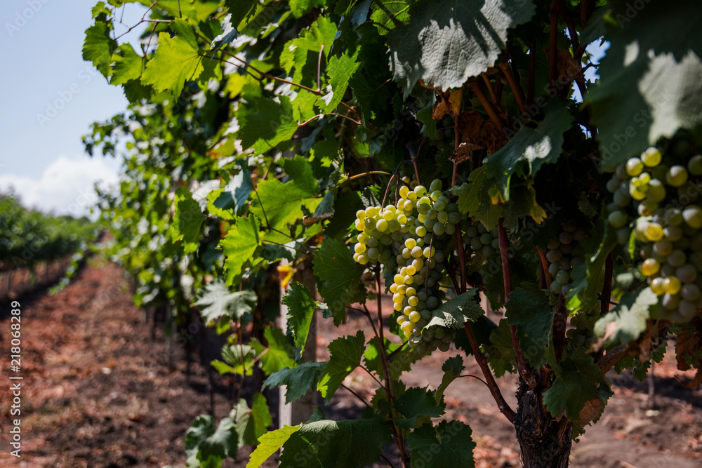 Grapes hanging in vineyard. Grape wineland landscape. Seasonal ...