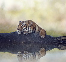 Sunny Day Tiger Free Stock Photo - Public Domain Pictures