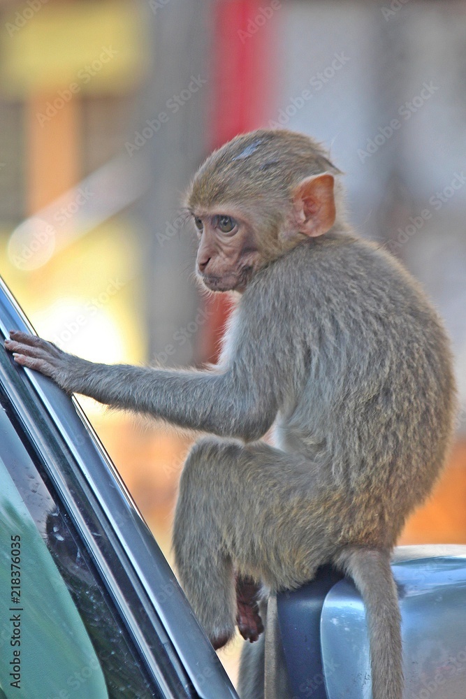 Animal, a monkey is waiting from people who see it, it lives in KUM PHA ...