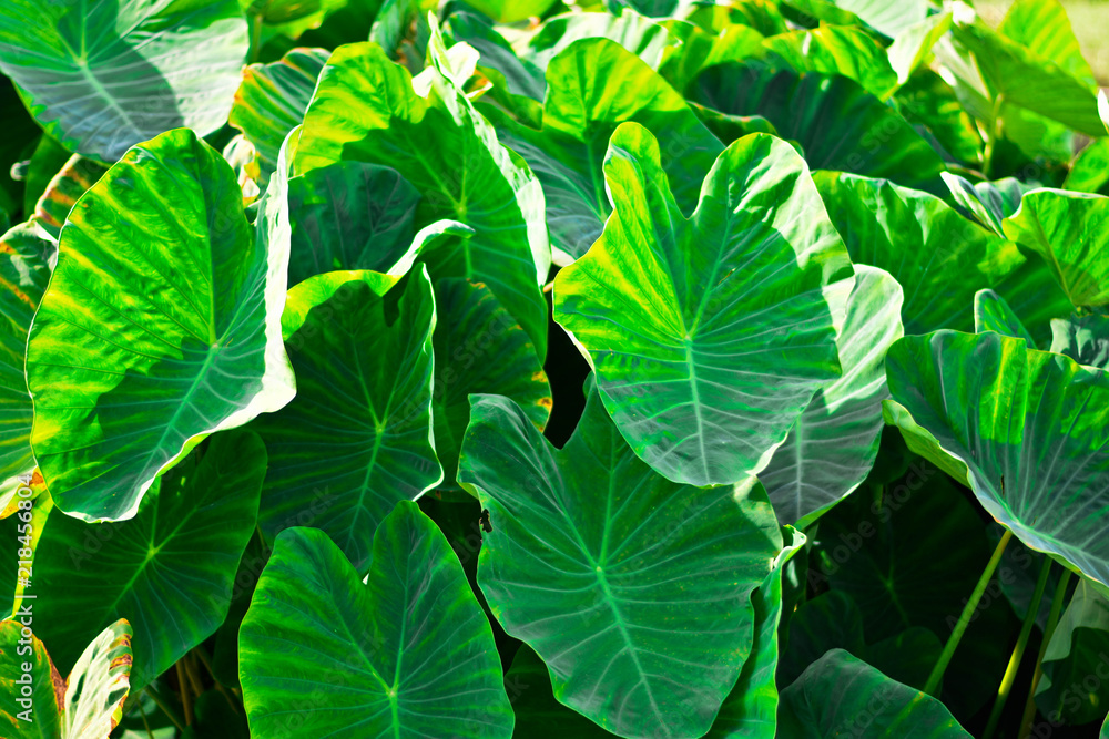 Giant Taro.Giant Taro,Alocasia Indica Green bushes, biennial plants ...