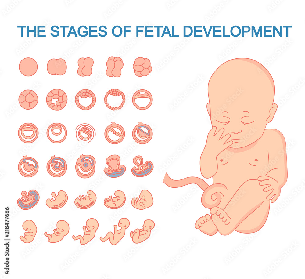 illustration of a baby in the womb. vector illustration stages of fetal ...