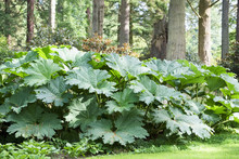 Rhubarb Plant Free Stock Photo - Public Domain Pictures