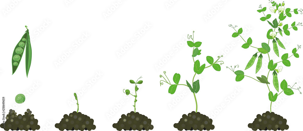 Life cycle of pea plant. Stages of pea growth from seed and sprout to ...