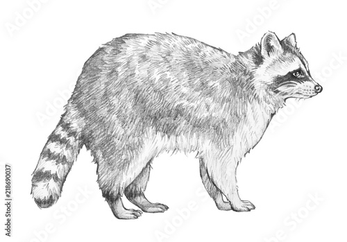 Raccoon Line Drawing