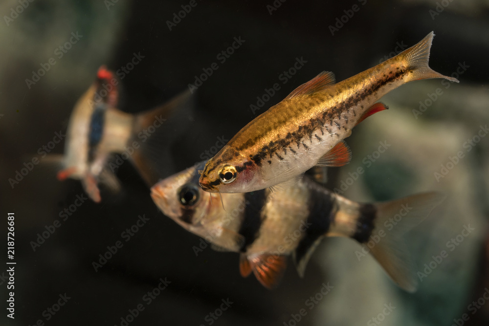 Puntius tetrazona and Puntius titteya fish in the aquarium. Stock Photo ...