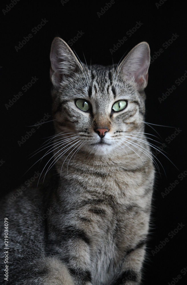 Gato Guerrero Rayas Grises