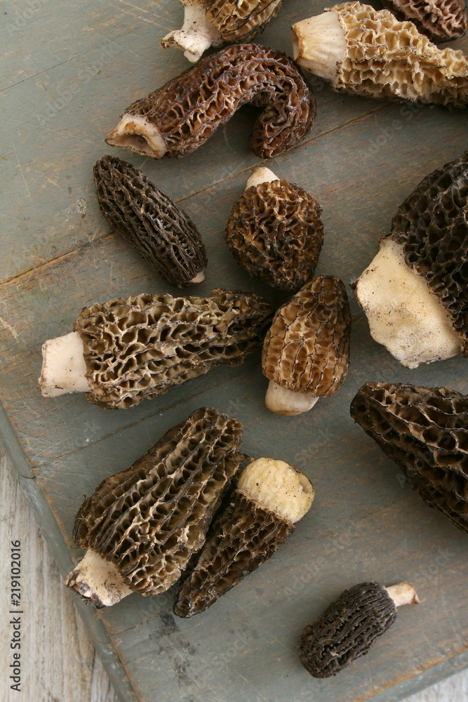 morrel mushrooms Stock Photo | Adobe Stock