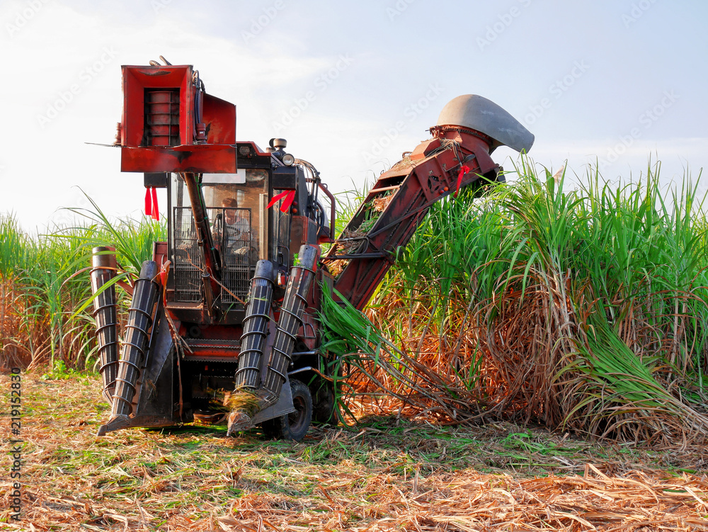 Foto de Stock Sugar cane farm - Mechanical harvesting sugar cane field ...