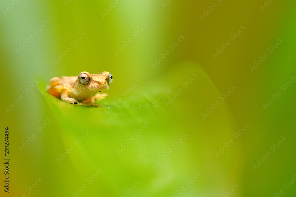 Dendropsophus microcephalus, Small-headed Tree frog sitting on the ...
