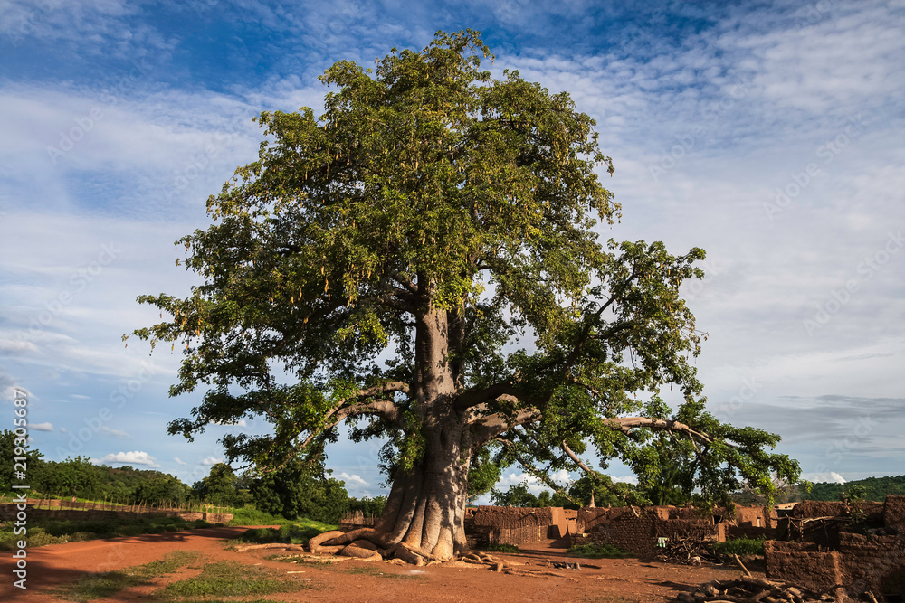 Giant baboab tree, adansonia digitata, in a gurunis village in the ...