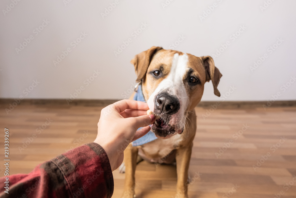 Trained intelligent dog taking food from human. Owner gives treat to a ...