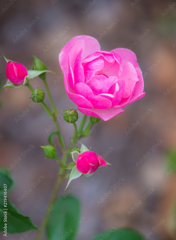 Couleur Rose 10x Rose Seeds Multi Coloured Rose Flower Seeds Home