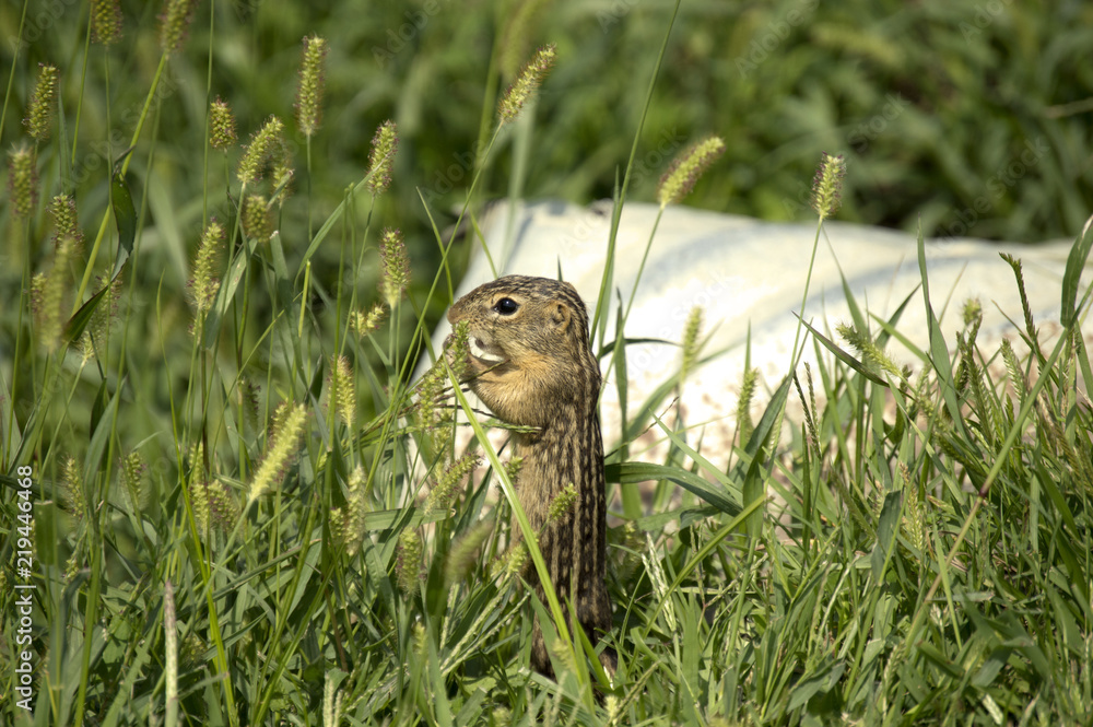Thirteen-lined Ground Squirrel (Ictidomys tridecemlineatus) feasting on ...