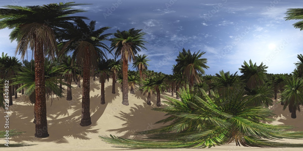 Tree of palm trees. Environment map. HDRI map. Equirectangular ...