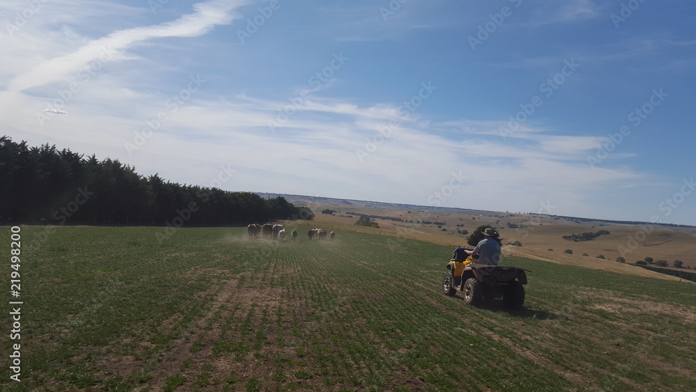 man working in agriculture. Boy riding a motorbike on a farm in outback ...