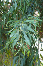Western Australian Peppermint Tree Free Stock Photo - Public Domain ...