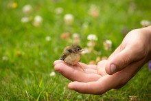 A Bird In The Hand Free Stock Photo - Public Domain Pictures