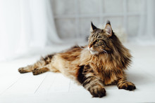Cat, Maine Coon Free Stock Photo - Public Domain Pictures