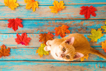 Happy Kitten In Autumn Leaves Free Stock Photo - Public Domain Pictures
